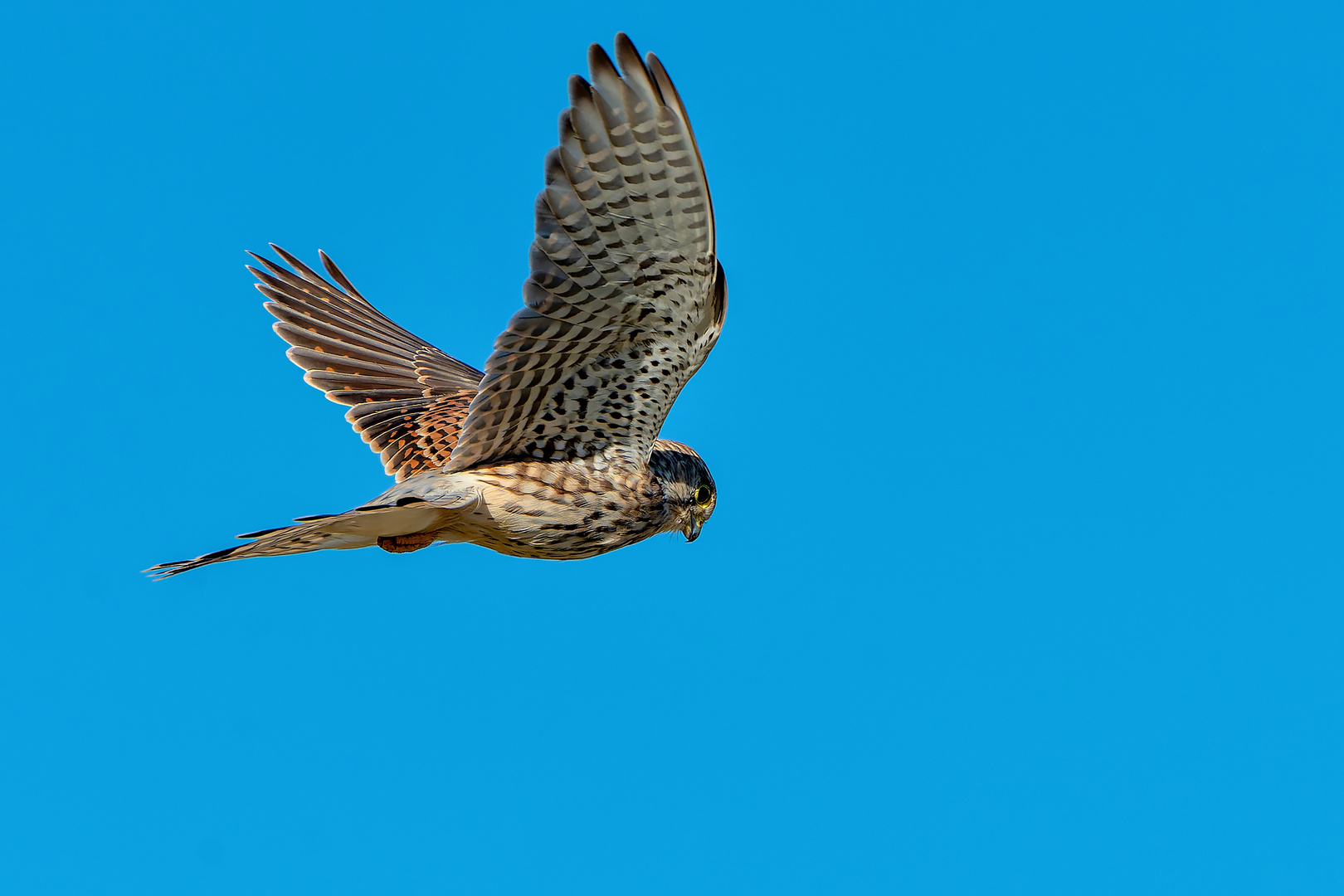Der Flug des Turmfalken Foto & Bild | tiere, wildlife, wild lebende ...