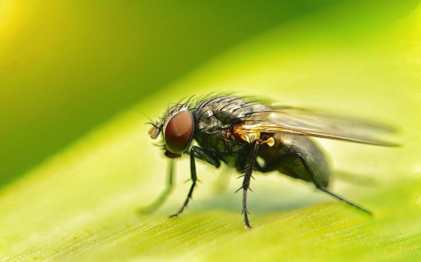 der flug in ihrem leben ... Foto & Bild | tiere, wildlife, insekten ...
