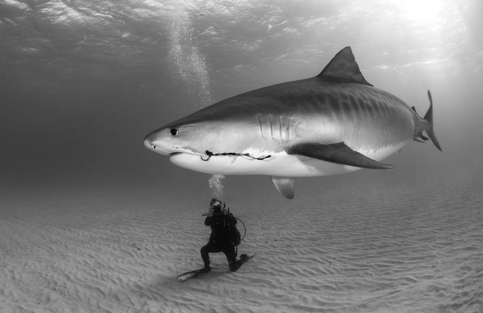 Der Fotograf und der Tigerhai Foto & Bild | unterwasser, uw-salzwasser ...