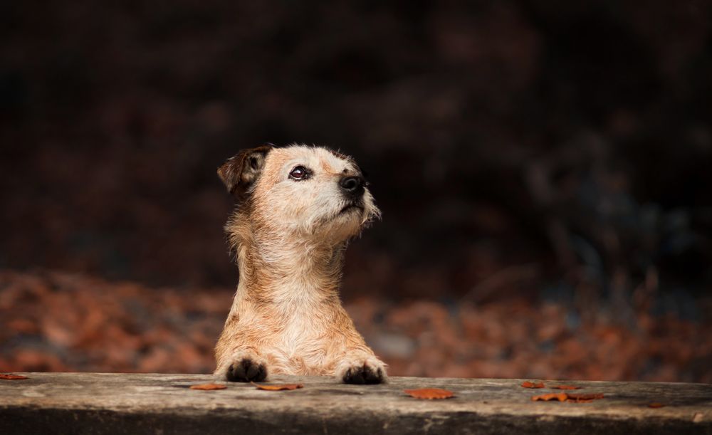 Der freche Champ Foto & Bild | tiere, haustiere, hunde Bilder auf ...