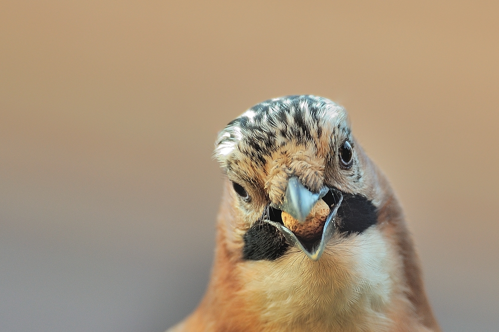 Der freche Eichelhäher Foto & Bild | tiere, wildlife, wild lebende ...