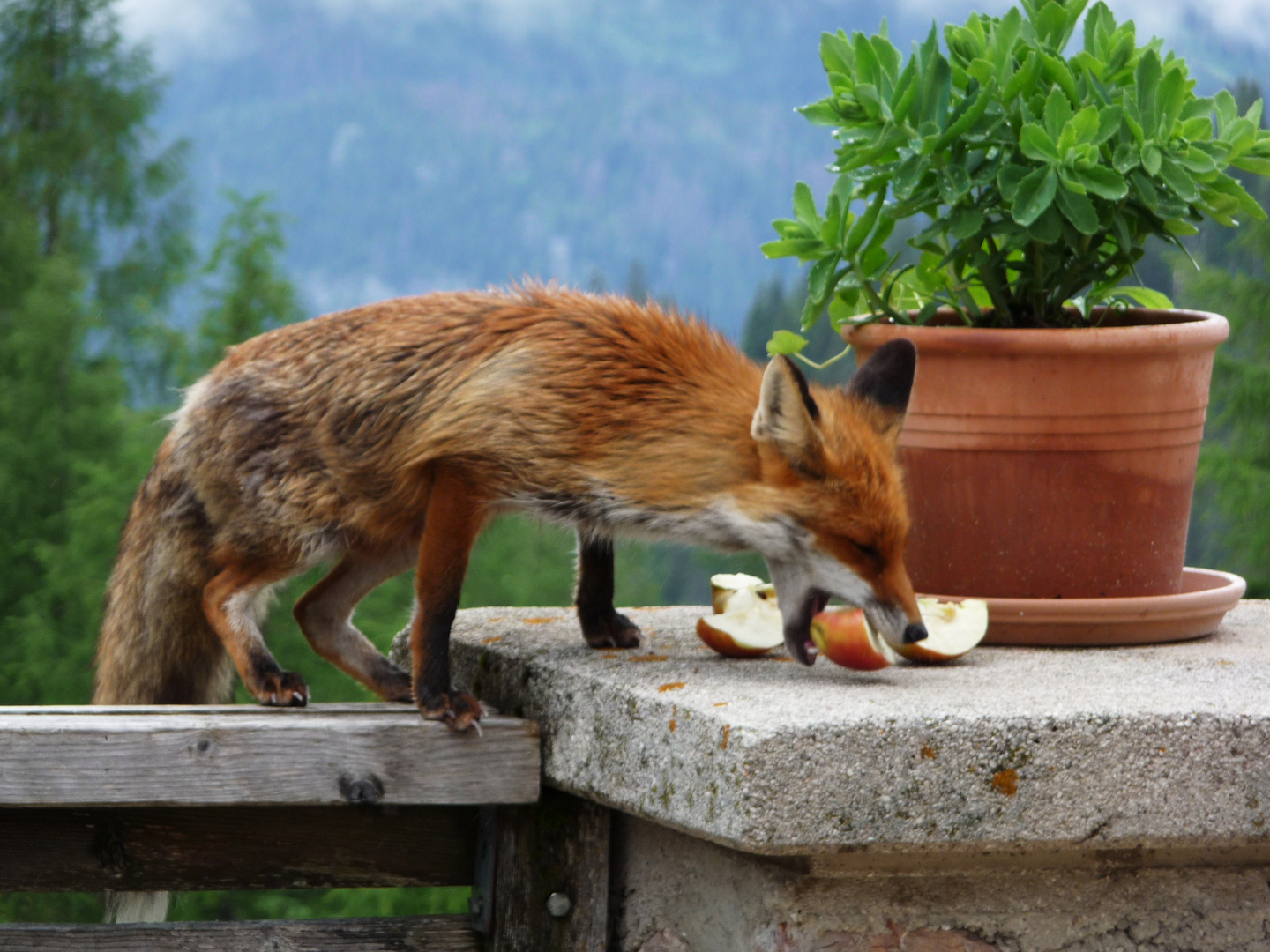 Der freche Fuchs... Foto & Bild | tiere, wildlife, wildlife: sonstige ...