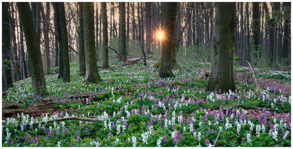 Der Freden blüht! Foto & Bild | landschaft, wald, landschaft und natur ...