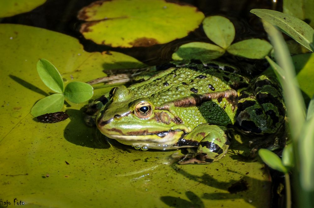 Der Fridolin..... Foto & Bild | tiere, wildlife, amphibien & reptilien ...