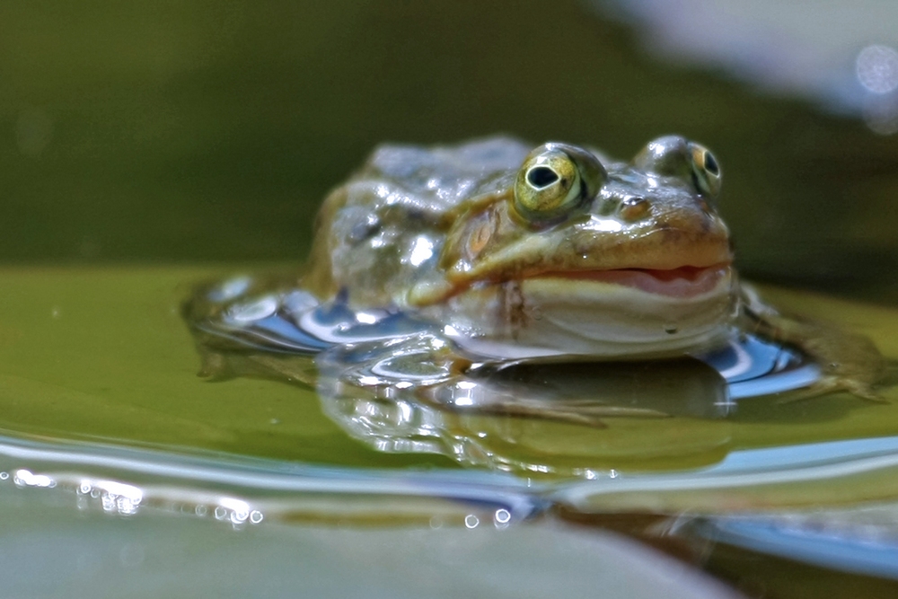 Der Frosch Foto & Bild | tiere, wildlife, natur Bilder auf fotocommunity