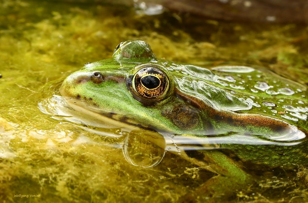 Der Frosch Foto & Bild | nah- & makro, tiere, techniken Bilder auf ...