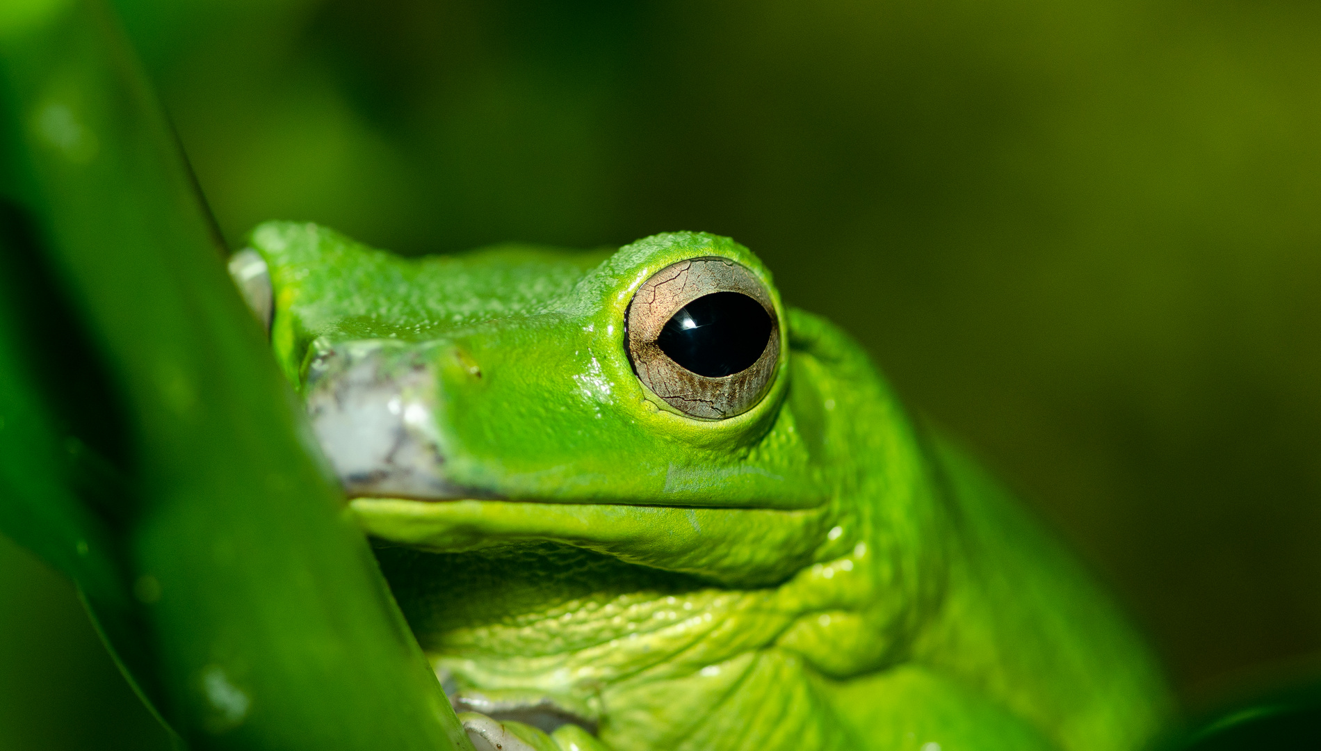 Der Frosch Foto & Bild | tiere, natur Bilder auf fotocommunity