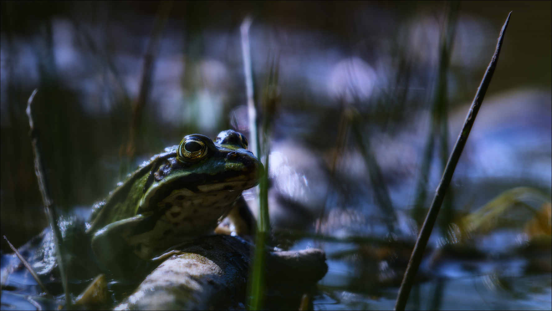 Der Frosch Foto & Bild | tiere, wildlife, amphibien & reptilien Bilder ...