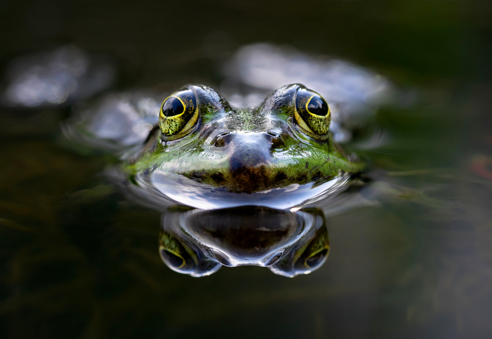 Der Frosch Foto & Bild | water, wasser, grün Bilder auf fotocommunity