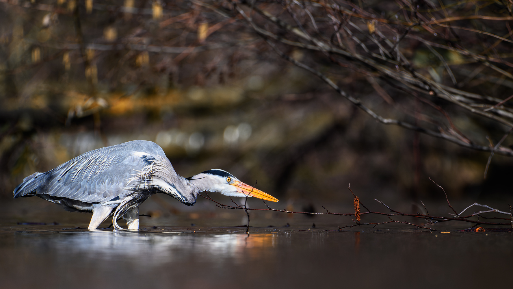 Der Frosch Foto & Bild | spezial, natur, tiere Bilder auf fotocommunity