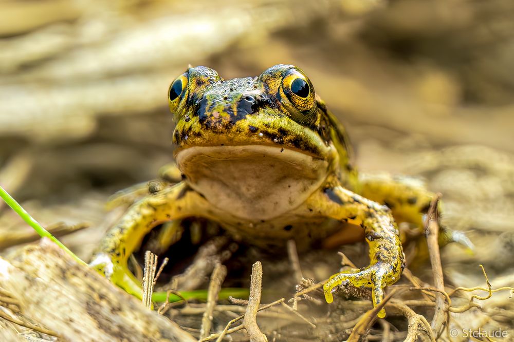 der Frosch Foto & Bild | natur, pflanzen, frosch Bilder auf fotocommunity