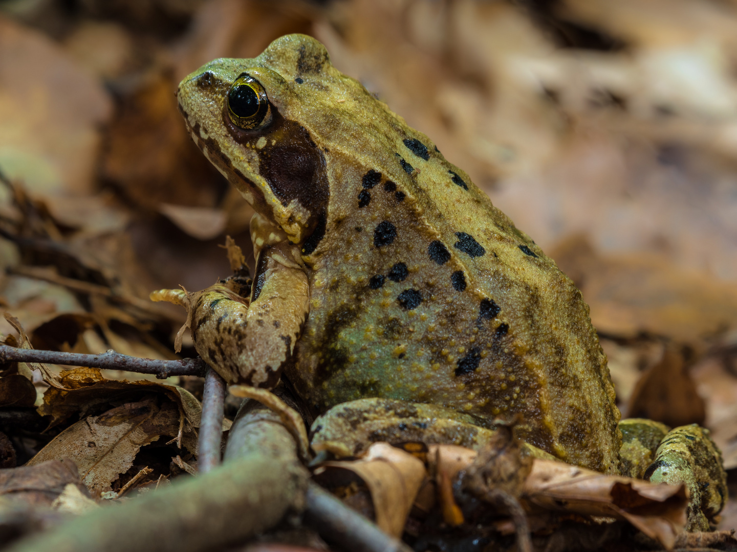 Der Frosch Foto & Bild | natur, pilze, tiere Bilder auf fotocommunity