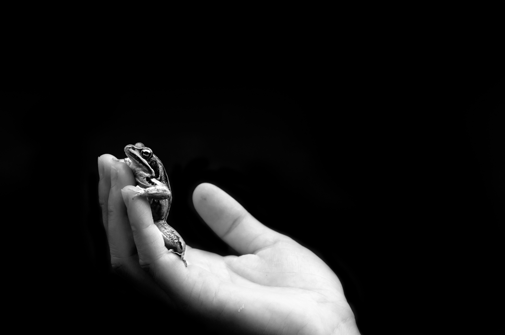 Der Frosch, die Hand Foto & Bild | tiere, tier und mensch, nahaufnahme ...