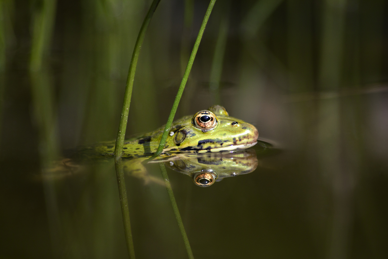 || Der Frosch - Im Froschweiher || Foto & Bild | tiere, wildlife ...