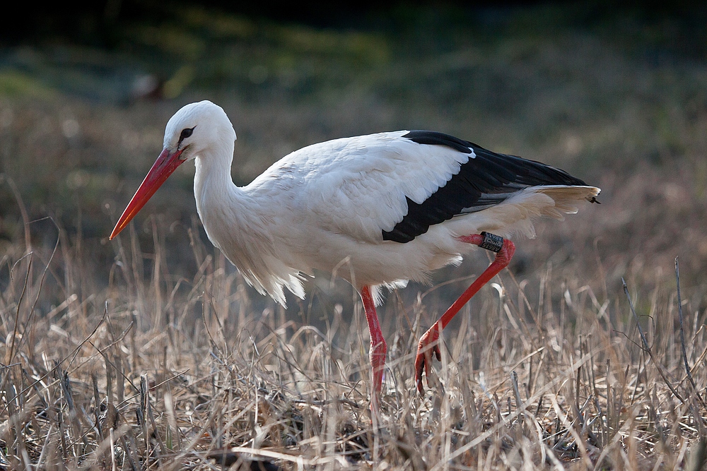 der frühe vogel fängt den wurm... Foto & Bild | tiere, wildlife, wild ...