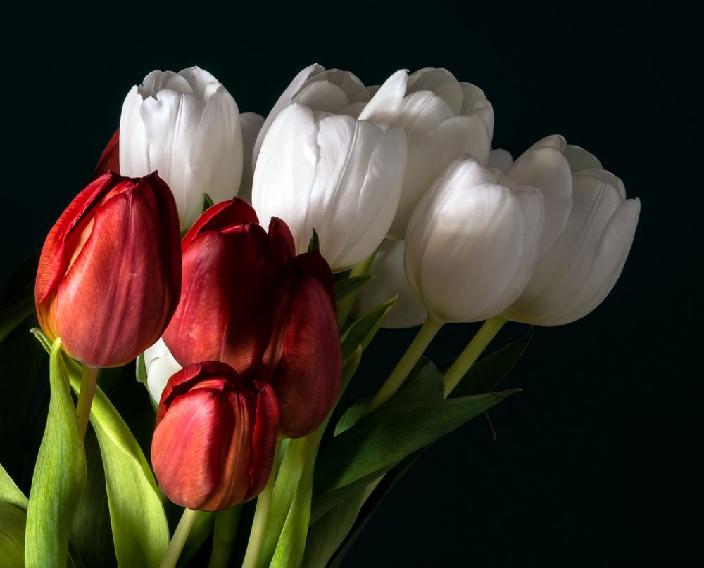 der frühling ......... *** Foto & Bild | fotos, rot, tulpen Bilder auf fotocommunity