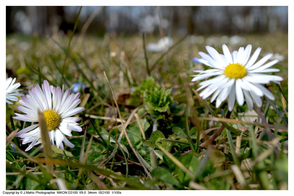 Der Frühling kommt Foto & Bild | pflanzen, pilze & flechten, blüten- & kleinpflanzen, natur ...
