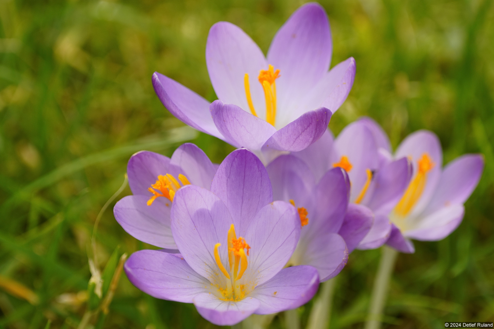 Der Frühling kommt # 1 Foto & Bild | pflanzen, pilze & flechten, landschaft, blüten ...