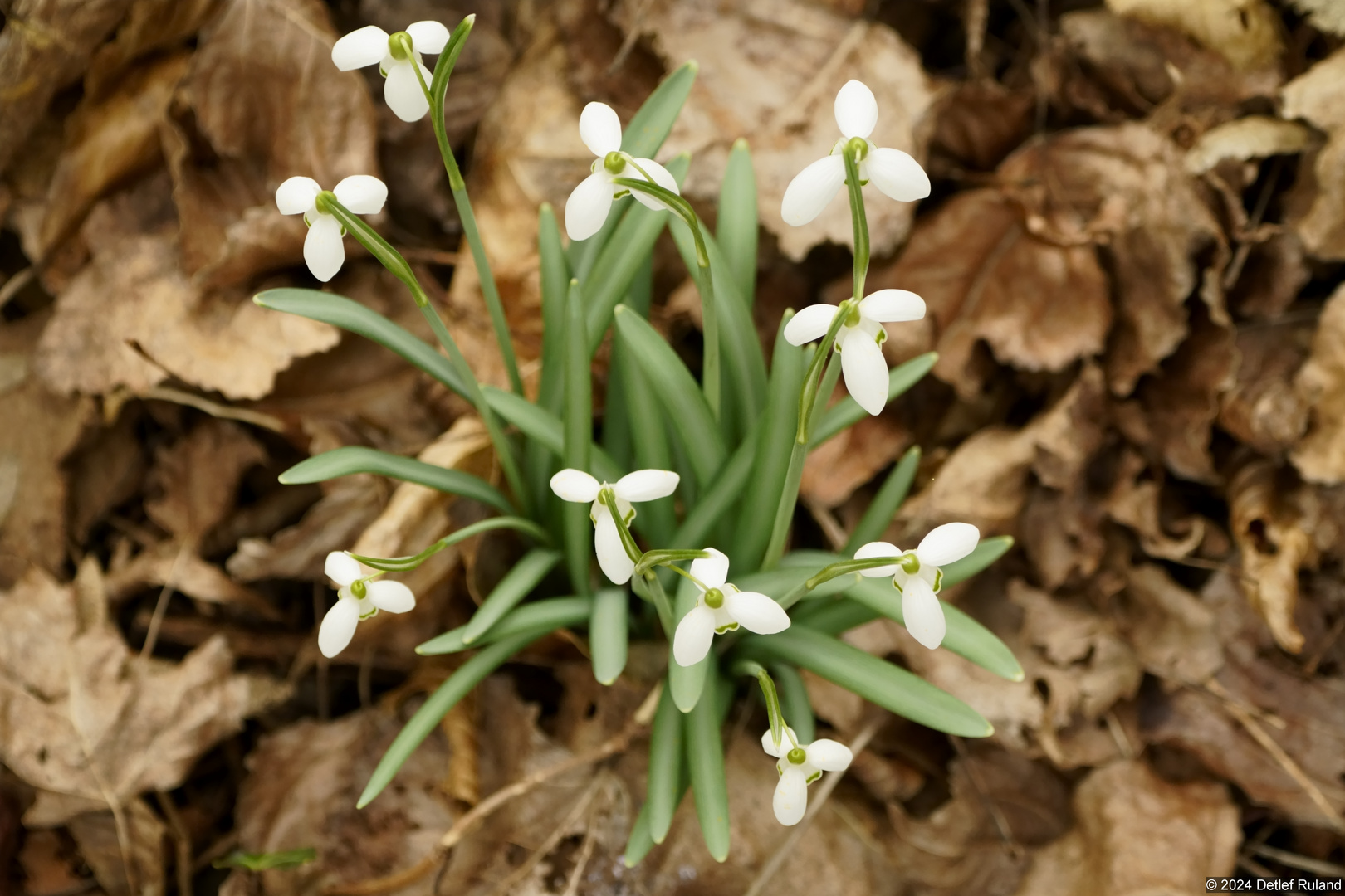 Der Frühling kommt # 5 Foto & Bild | pflanzen, pilze & flechten, landschaft, blüten ...