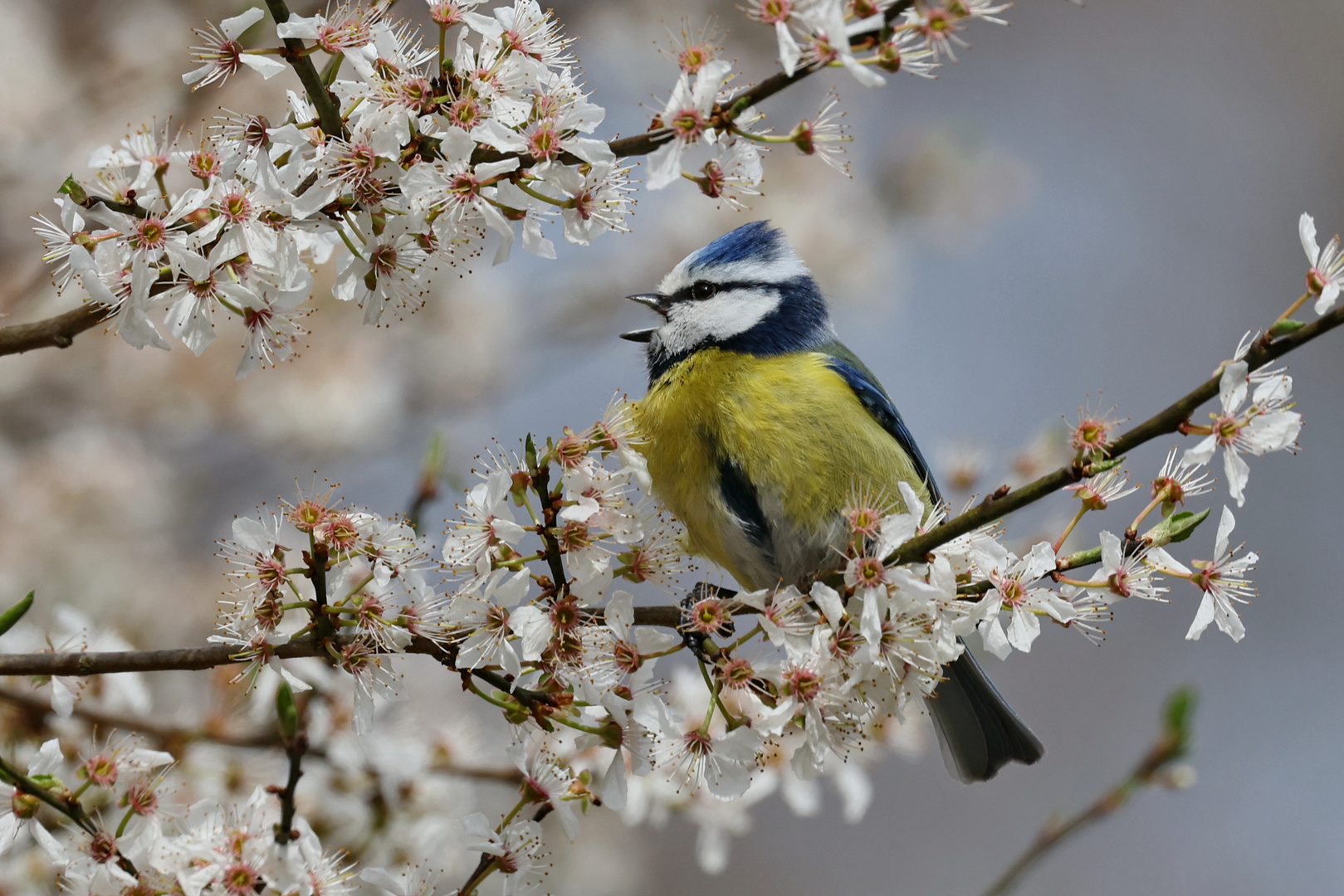 Der Frühling kommt.... Foto & Bild | natur, tiere, vögel Bilder auf ...