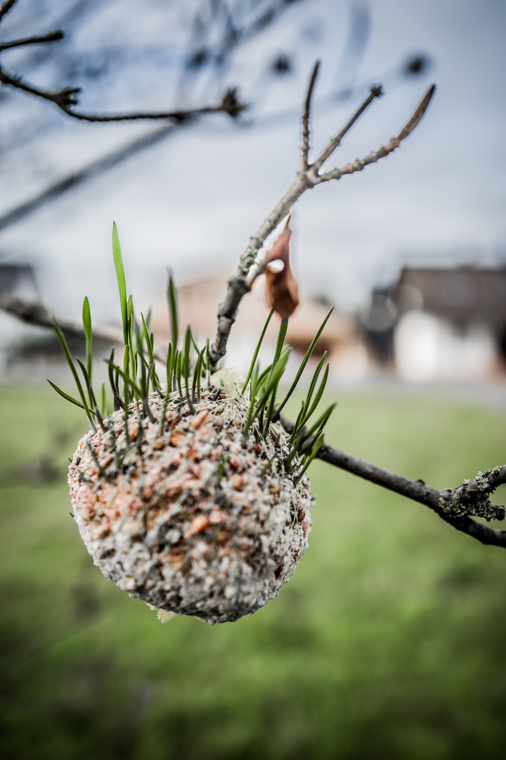 Der Frühling kommt... Foto & Bild | pflanzen, pilze & flechten, blüten- & kleinpflanzen ...