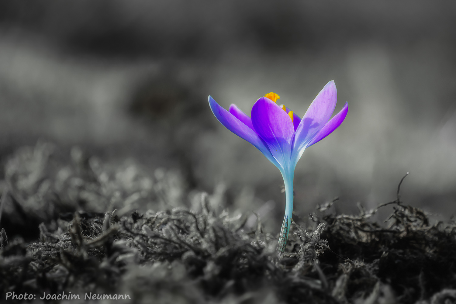 DER FRÜHLING KOMMT Foto & Bild | pflanzen, pilze & flechten, blüten- & kleinpflanzen ...