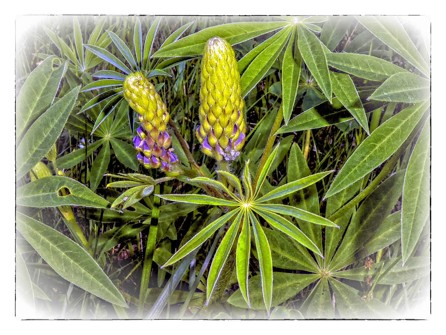 DER FRÜHLING KOMMT MIT MACHT... Foto & Bild | pflanzen, pilze & flechten, blüten ...