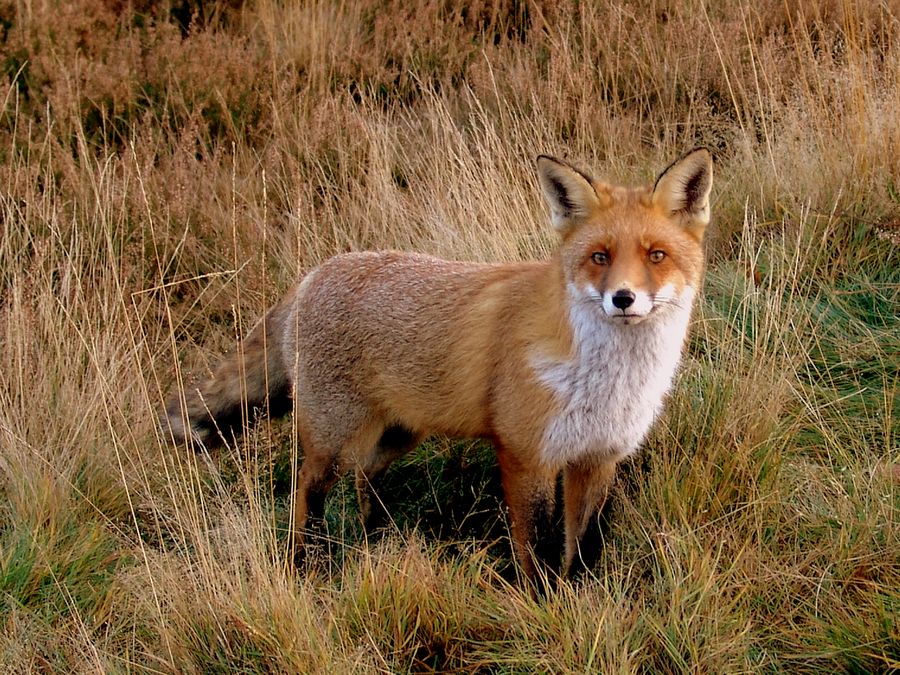 der fuch Foto & Bild | tiere, natur Bilder auf fotocommunity