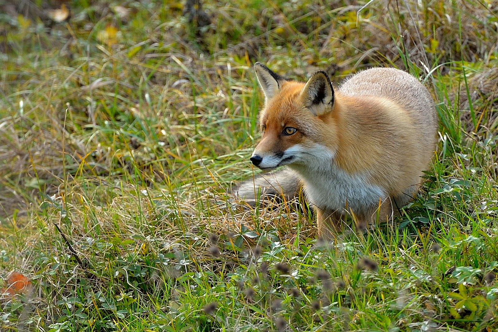 Der Fuchs Foto & Bild | tiere, wildlife, wildlife: sonstige tiere ...