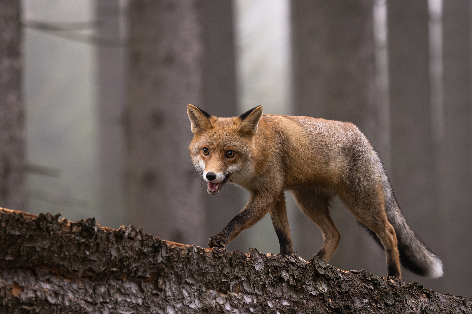der Fuchs ... Foto & Bild | natur, landschaft, tiere Bilder auf ...