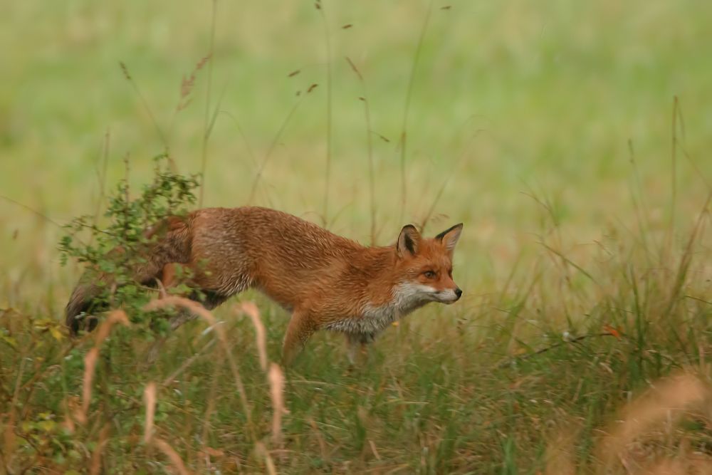 Der Fuchs Foto & Bild | tiere, wildlife, säugetiere Bilder auf ...