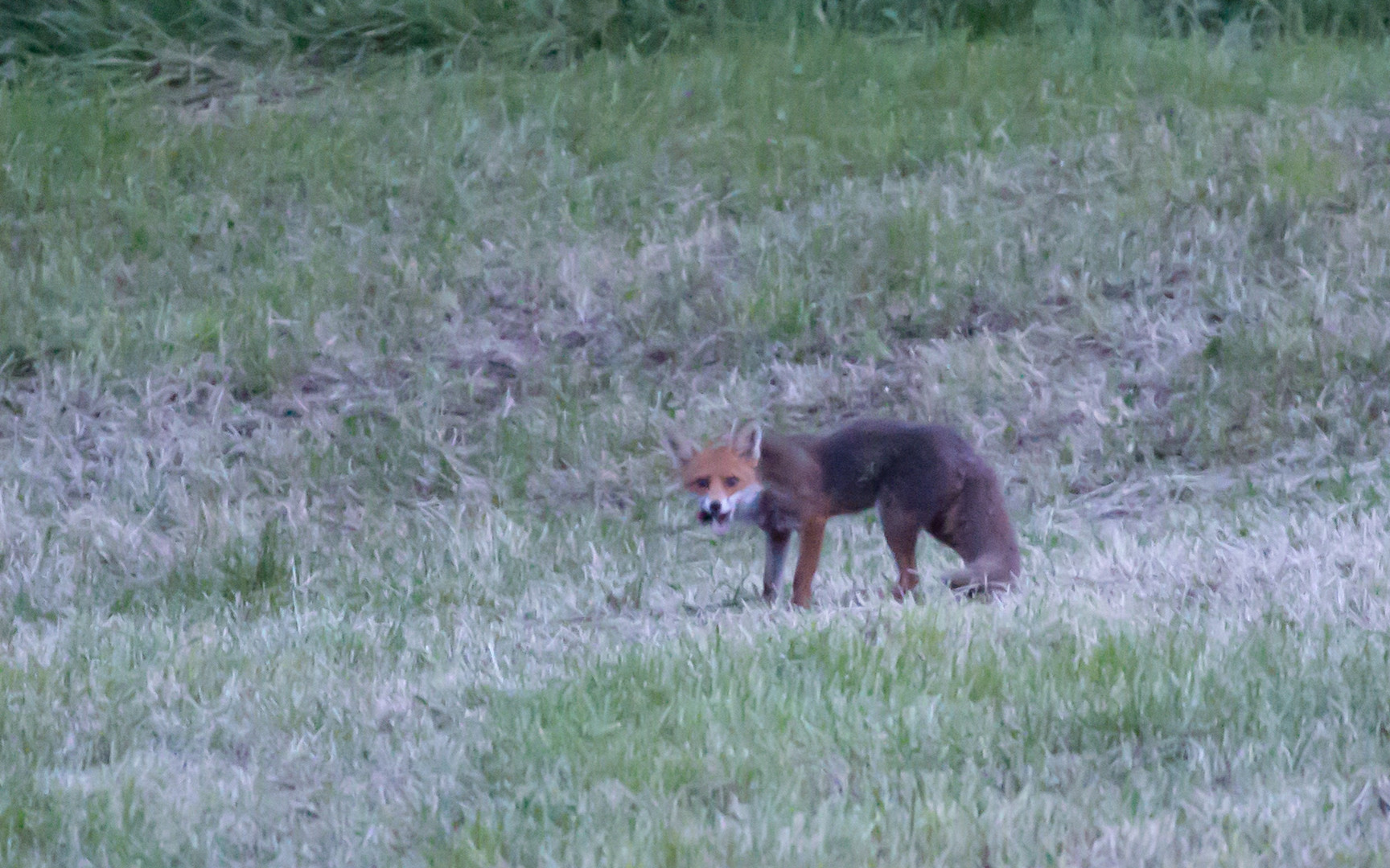 Der Fuchs Foto & Bild | natur, tiere, wildlife Bilder auf fotocommunity