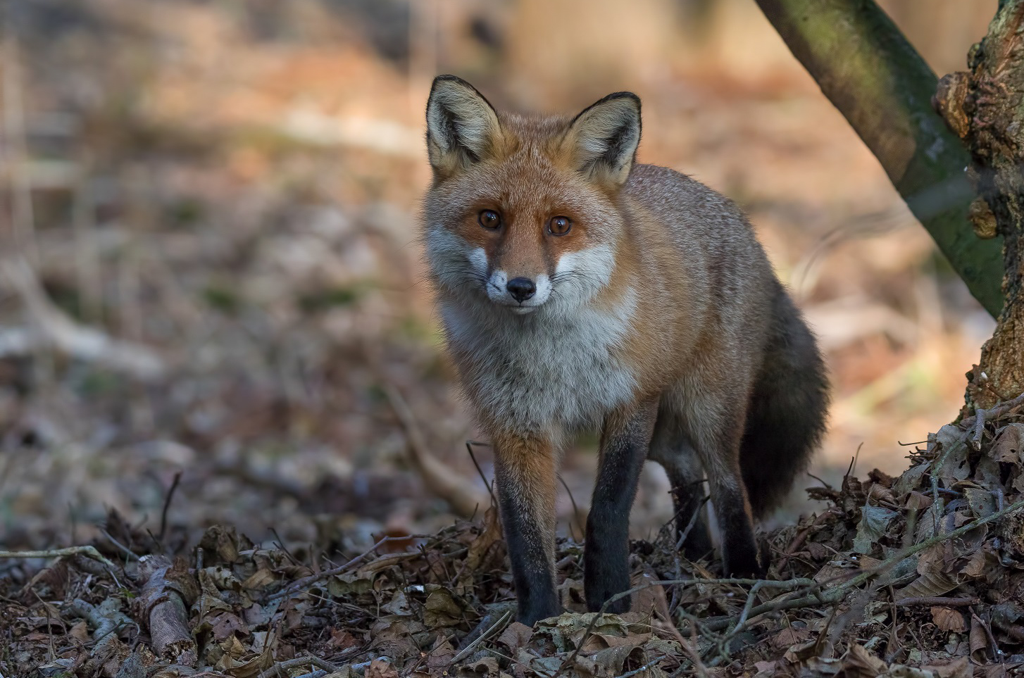 Der Fuchs ... Foto & Bild | natur, tiere, wildlife Bilder auf fotocommunity