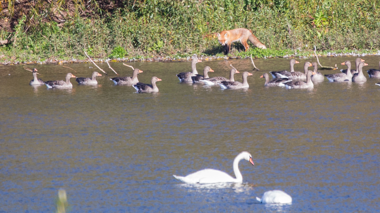 Der Fuchs... Foto & Bild | tiere, wildlife, säugetiere Bilder auf ...