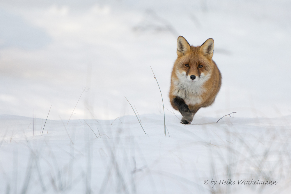 Der Fuchs Foto & Bild | tiere, wildlife, säugetiere Bilder auf ...