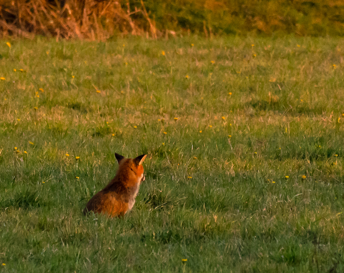 Der Fuchs Foto & Bild | deutschland, europe, sachsen- anhalt Bilder auf ...