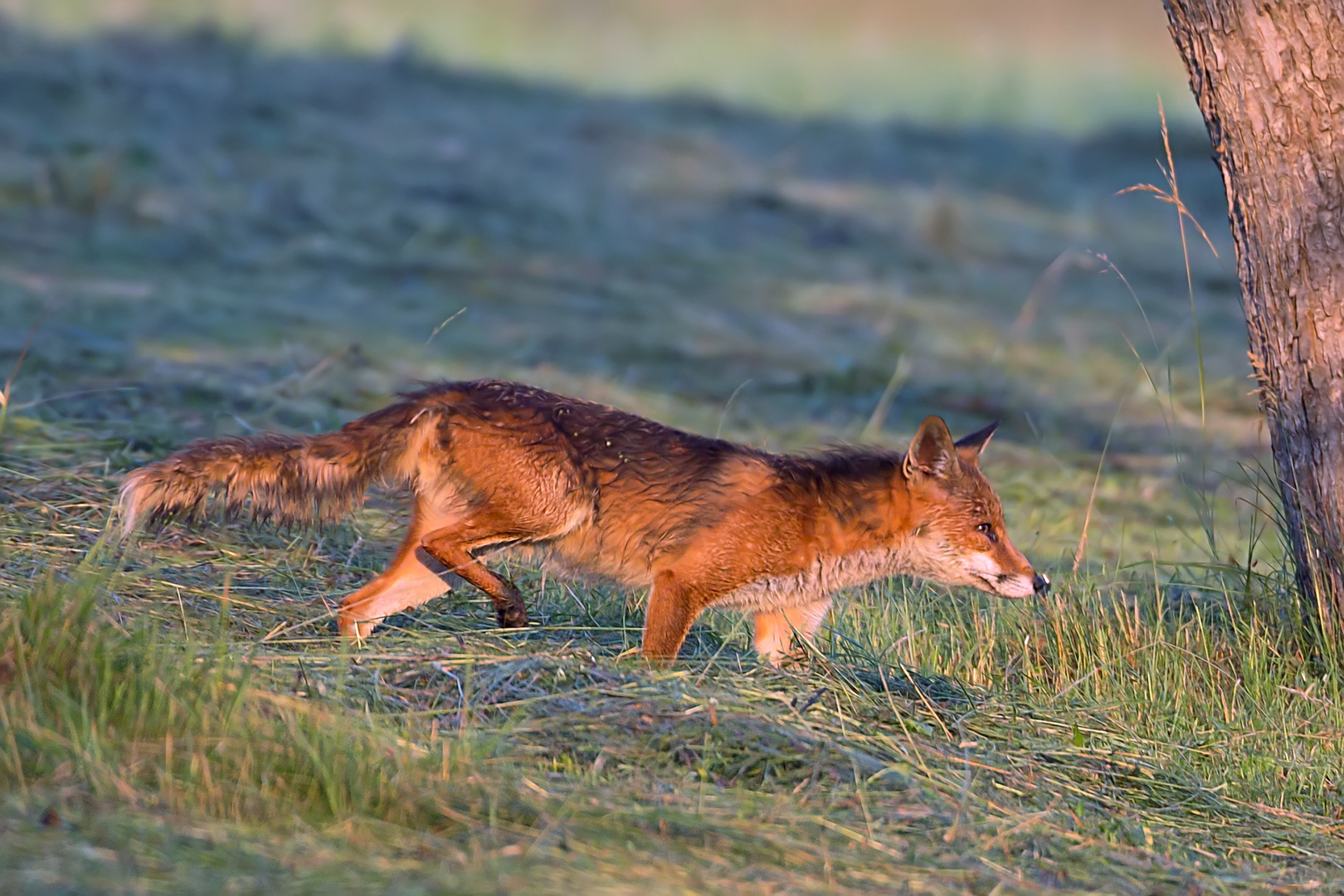 Der Fuchs Foto & Bild | tiere, wildlife, säugetiere Bilder auf ...