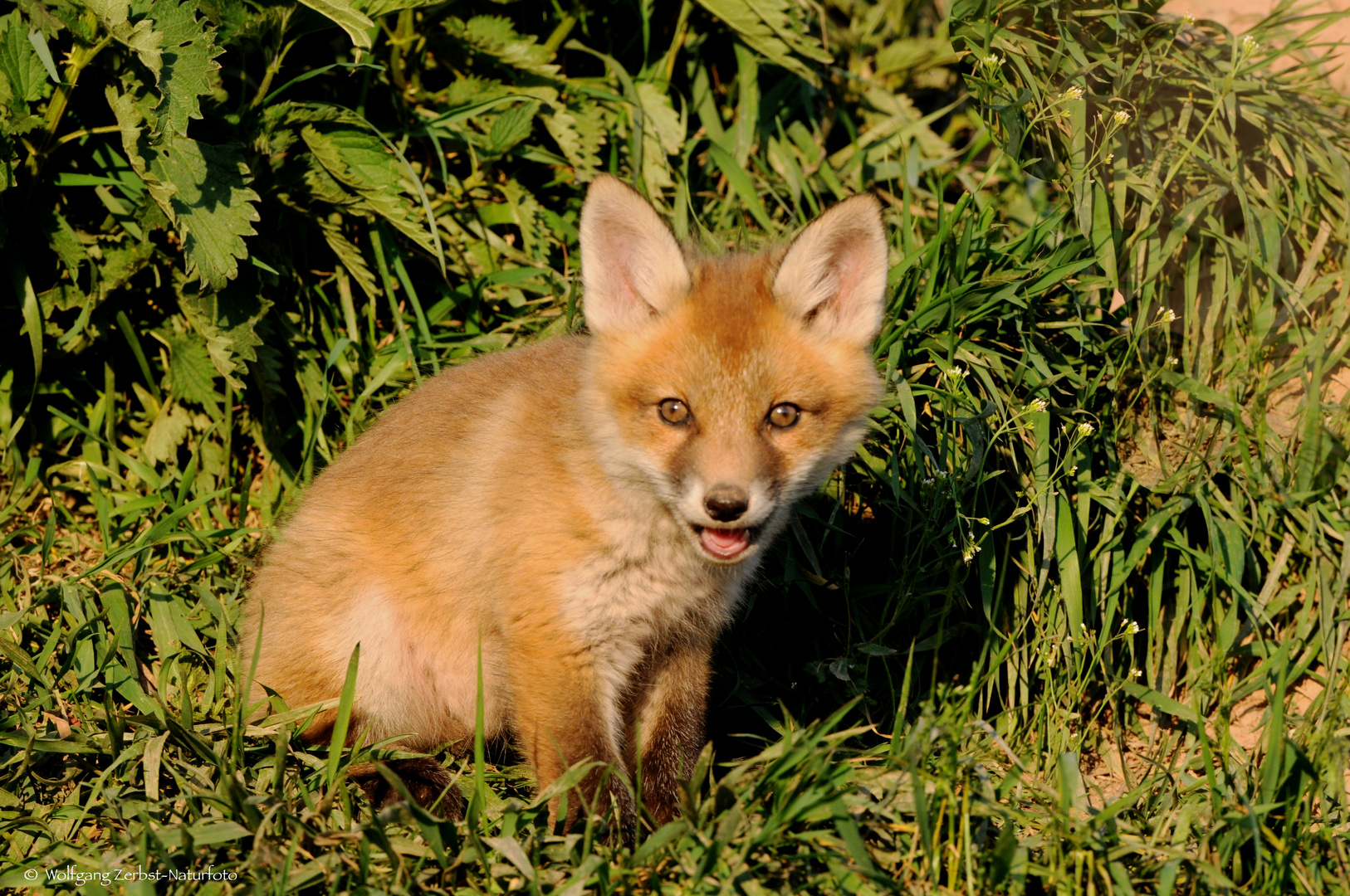 - Der Fuchs Welpe genießt die späten Sonnenstunden - Foto & Bild ...