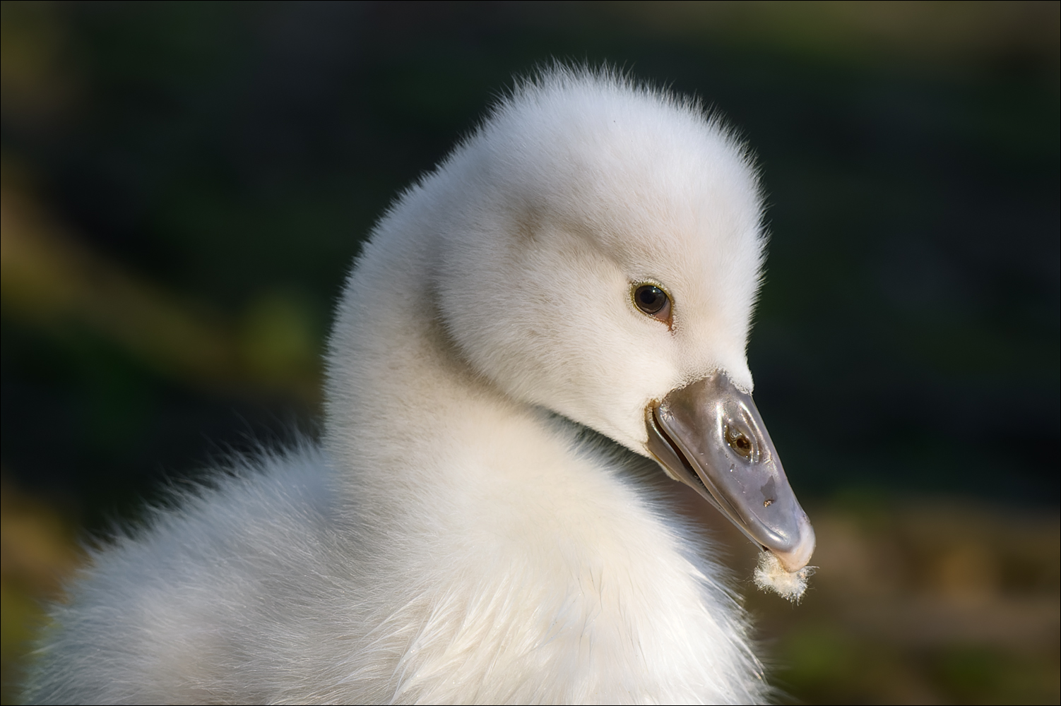 Der Fussel Foto & Bild | natur, tiere, enten Bilder auf fotocommunity