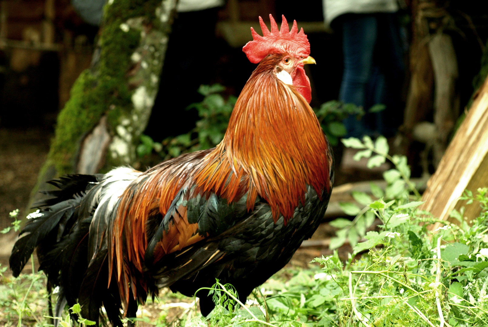 der Galli Foto & Bild | tiere, haustiere, nutztiere Bilder auf ...