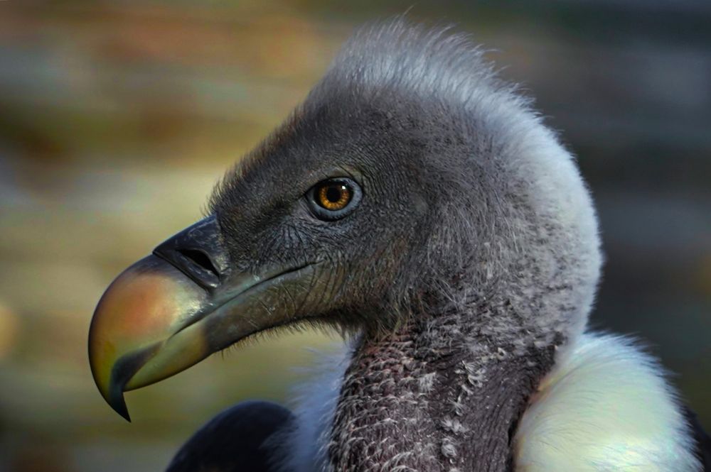 der gebriefte Geier Foto & Bild | tiere, zoo, wildpark & falknerei ...