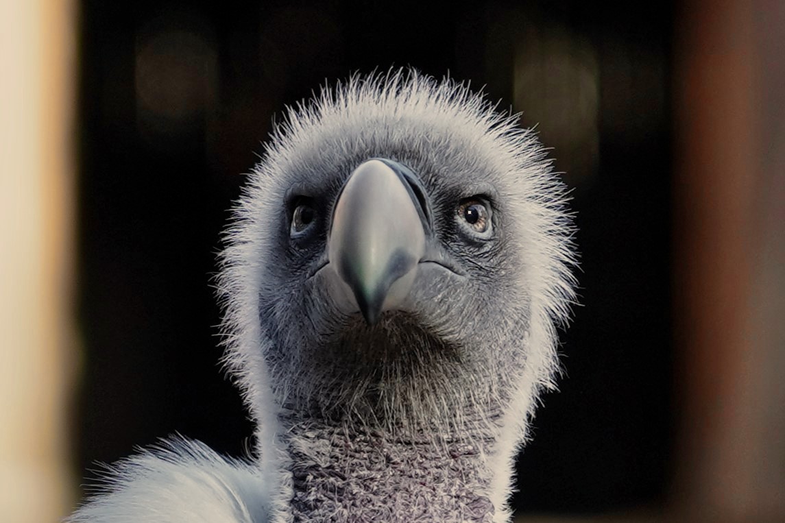 der gebriefte Geier Foto & Bild | tiere, zoo, wildpark & falknerei ...