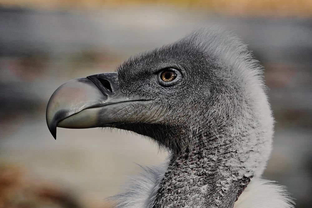 der gebriefte Geier Foto & Bild | tiere, zoo, wildpark & falknerei ...
