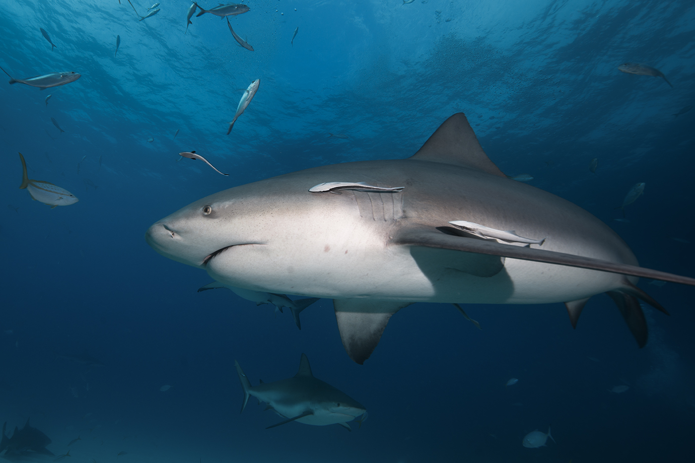 Der gefürchtete Bullenhai (Carcharhinus leucas)... Foto & Bild | natur ...