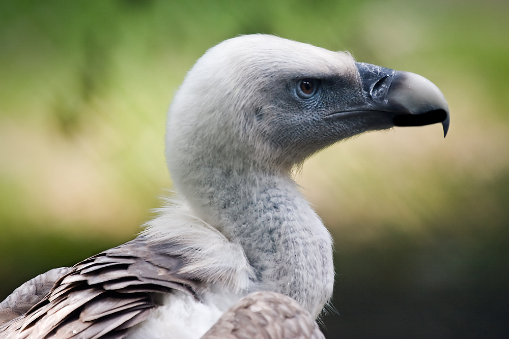 Der Geier #2 Foto & Bild | tiere, zoo, wildpark & falknerei, vögel ...
