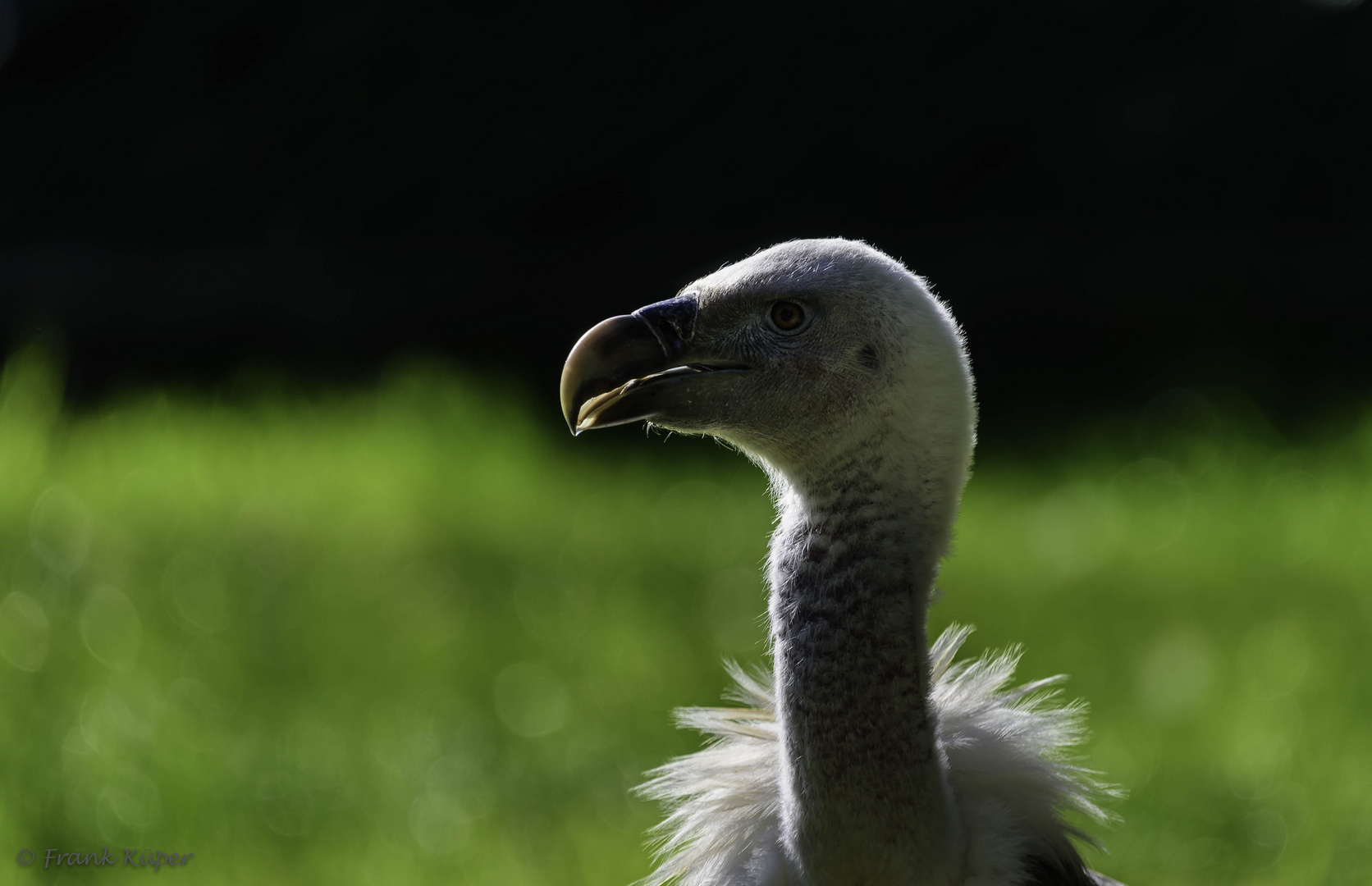 Der Geier Foto & Bild | natur, zoo, tiere Bilder auf fotocommunity