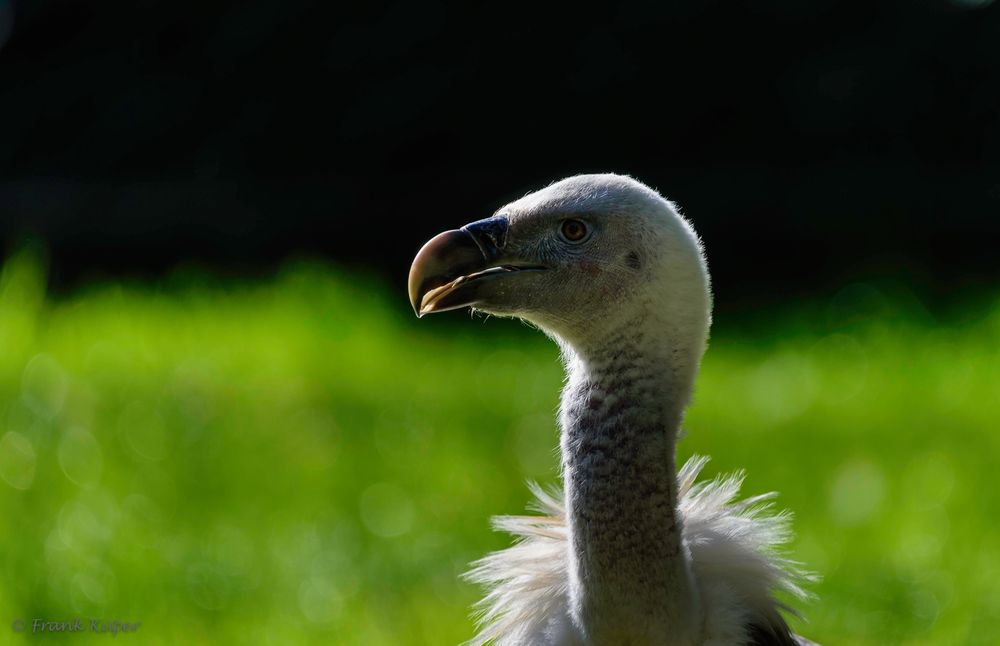 Der Geier Foto & Bild | natur, zoo, tiere Bilder auf fotocommunity