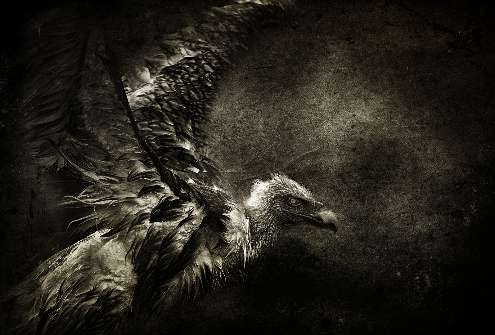Der Geier Foto & Bild | spezial, fineart, fotokunst Bilder auf ...