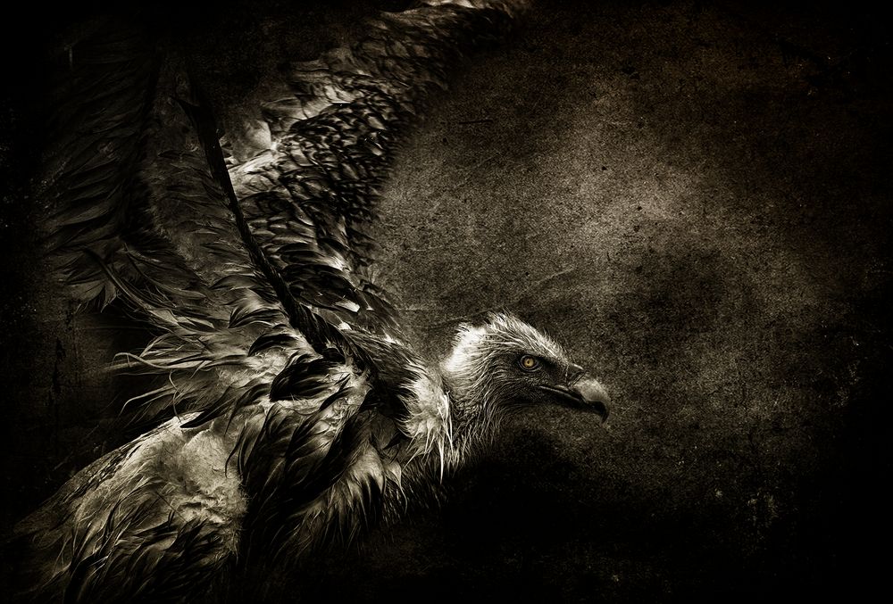 Der Geier Foto & Bild | spezial, fineart, fotokunst Bilder auf ...