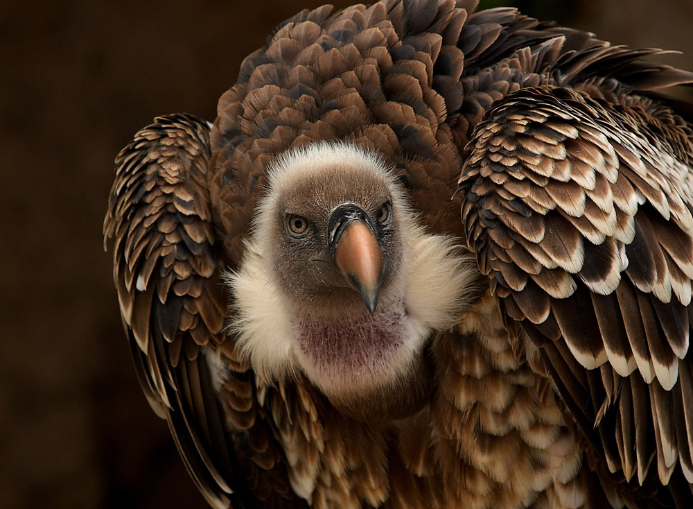 Der Geier und sein Blick(reload) Foto & Bild | tiere, zoo, wildpark ...